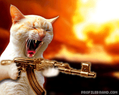 Funny Animals Zone: Funny Cats With Guns Excellent
