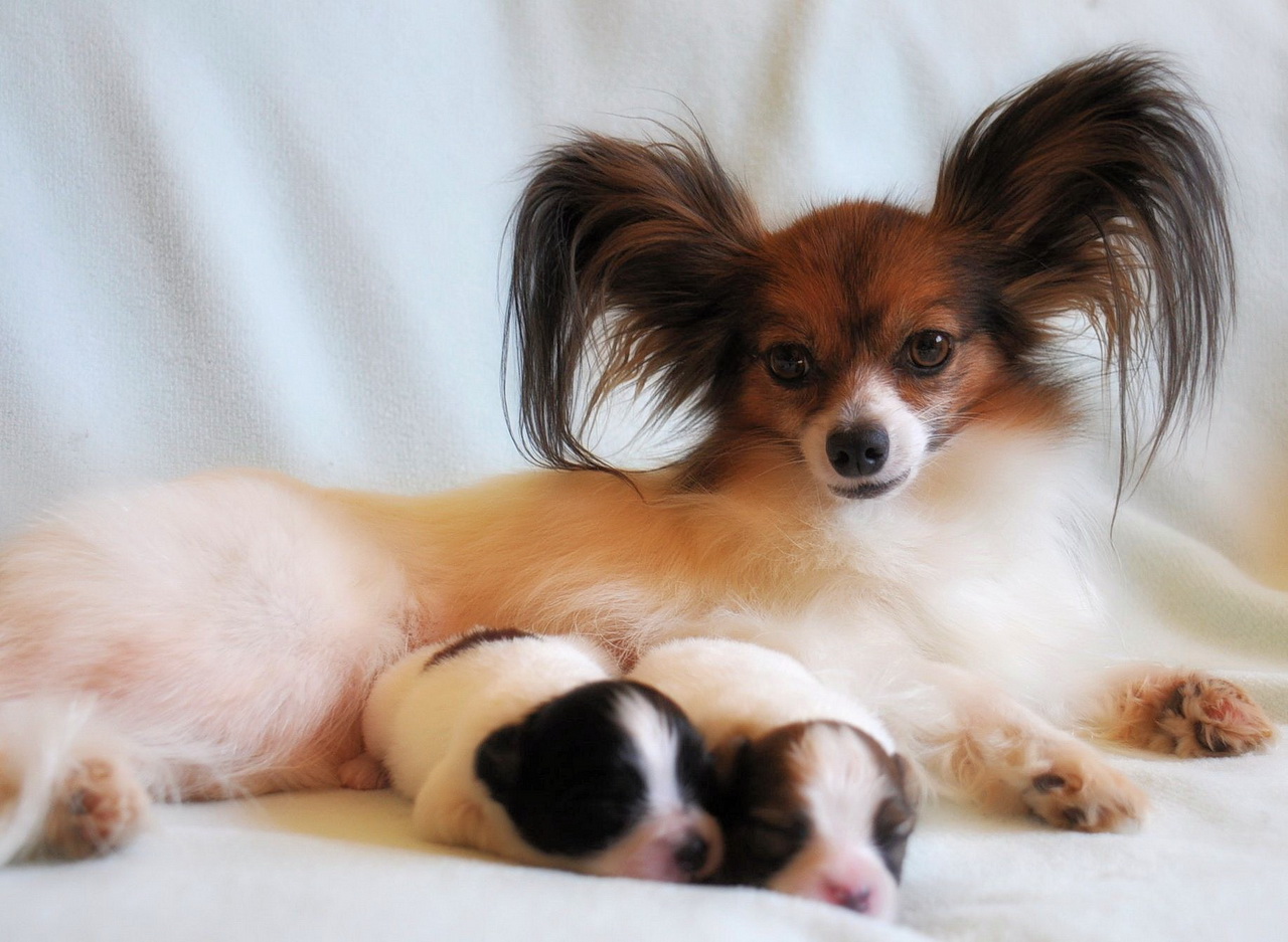 Road's End Papillons : 12 Day old Papillon Puppies