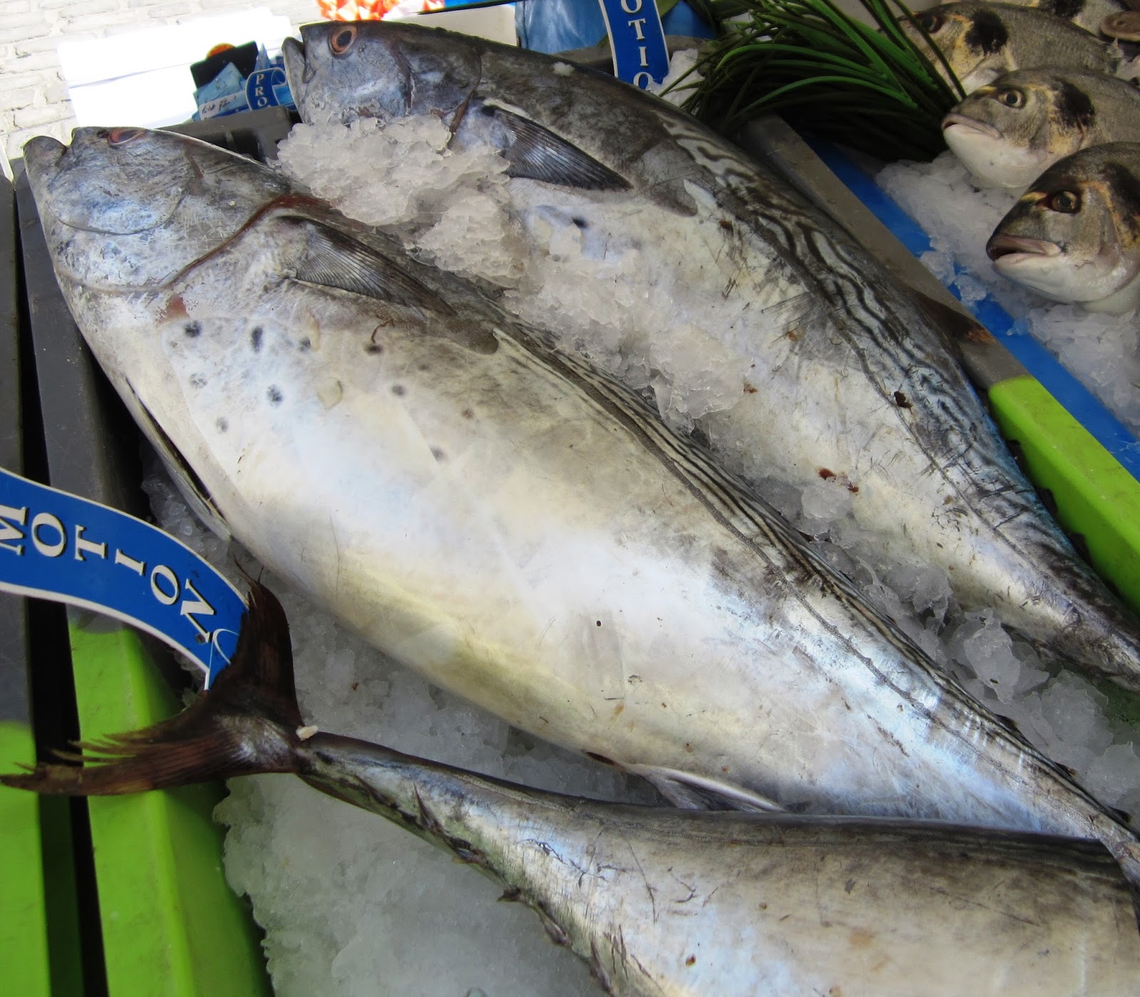El rincón de Mundín: LOS TÚNIDOS: DIFERENCIAS ENTRE EL ATÚN, EL BONITO ...