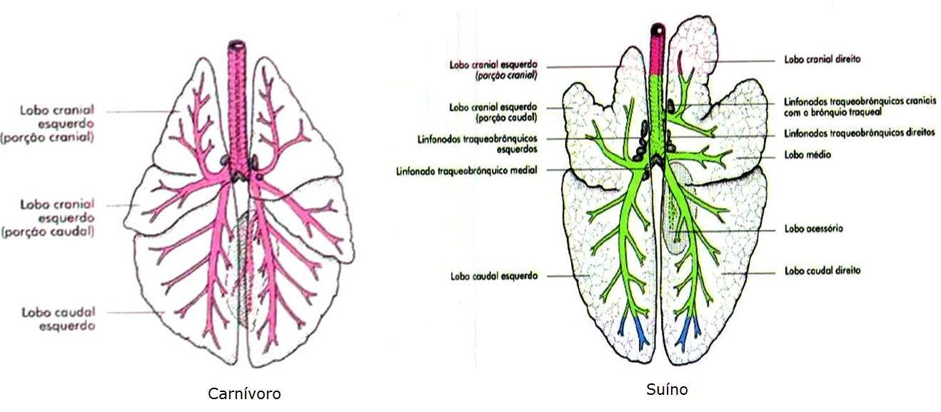 AnatoVet: SISTEMA RESPIRATÓRIO