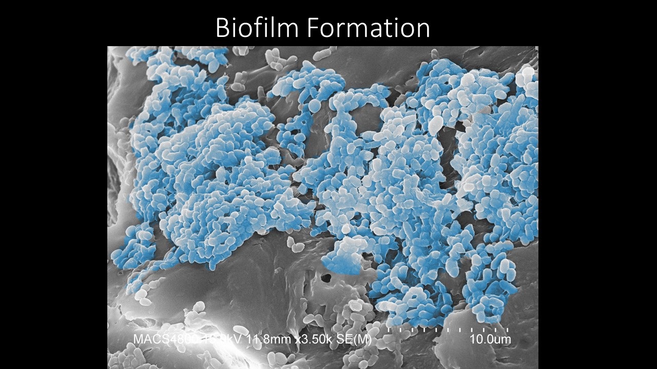 Science, Art, Beauty: What's it like to be a Synthetic Biology ...