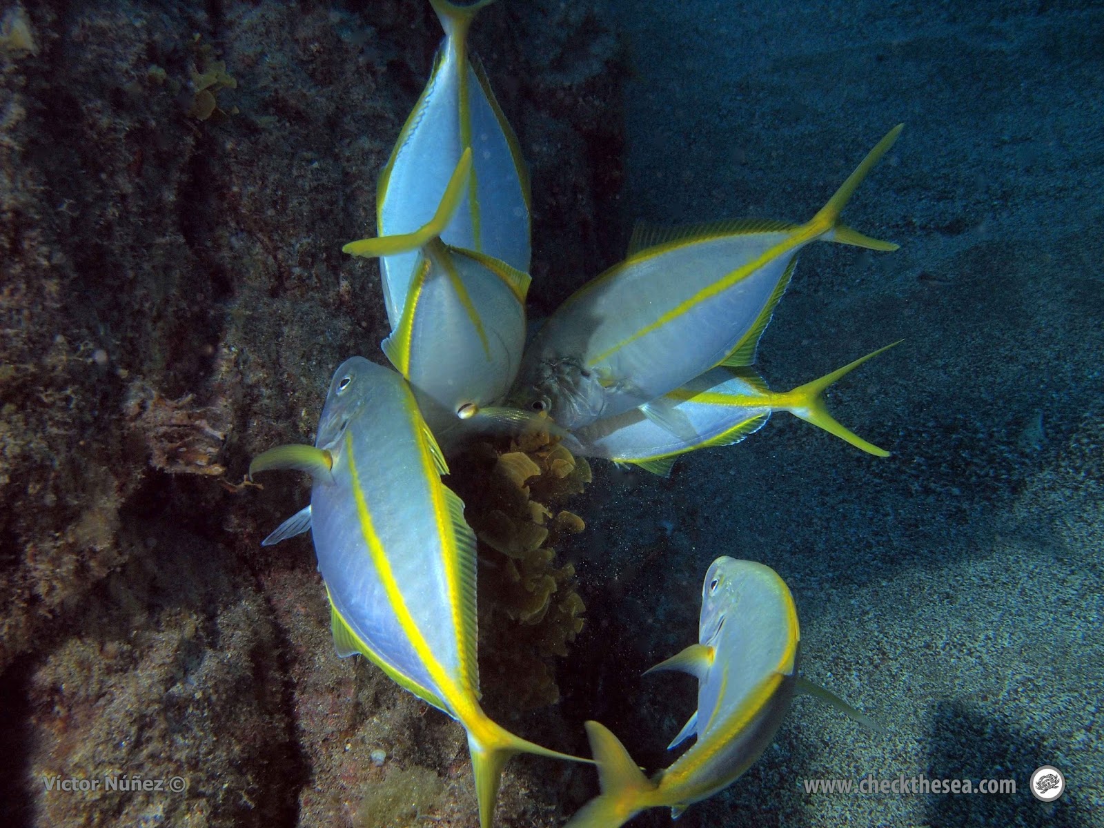 Check the Sea. Web de buceo y fotografía submarina de las Islas ...