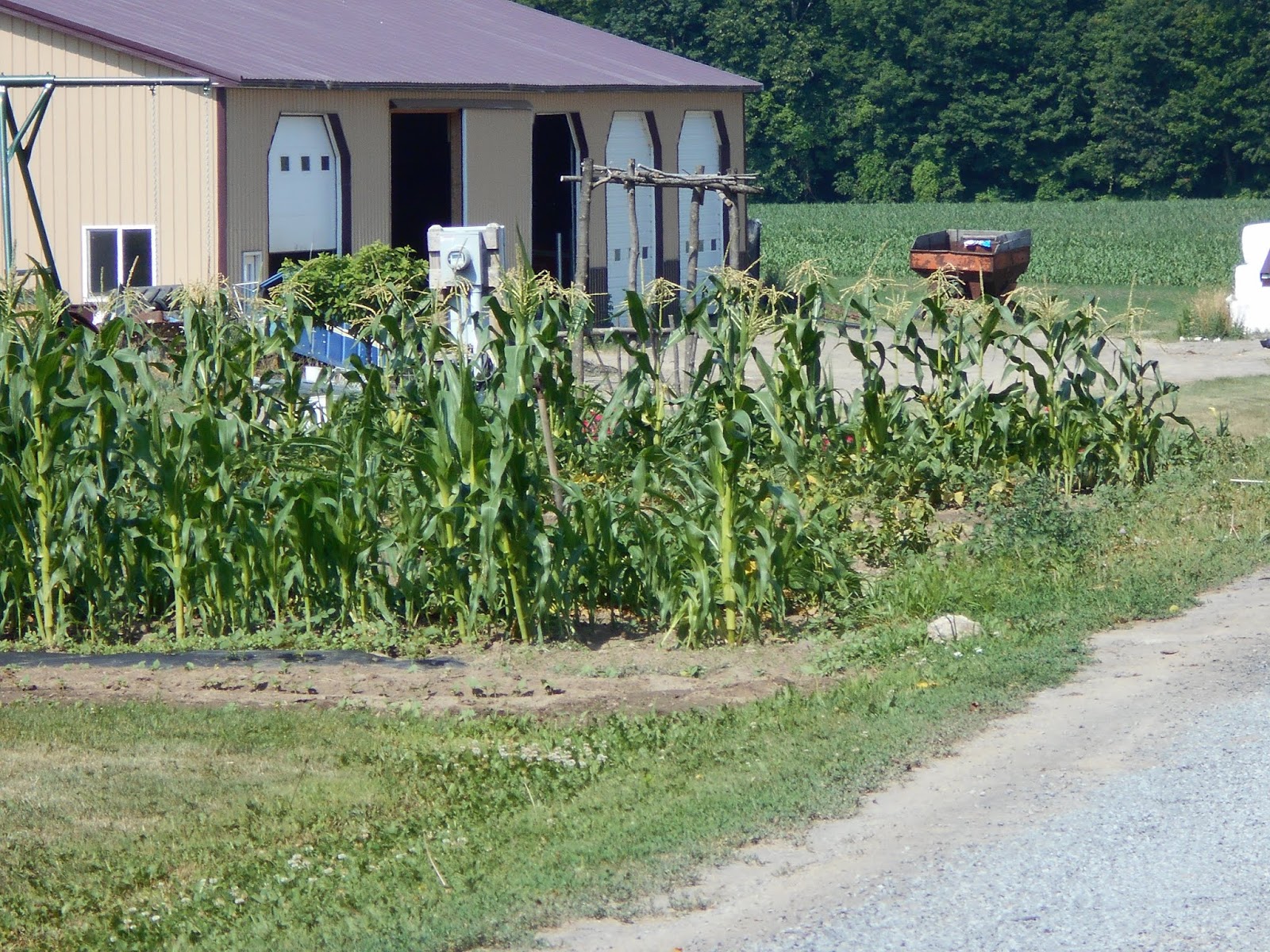 New York State of Mind: MENNONITE FARM GARDENS
