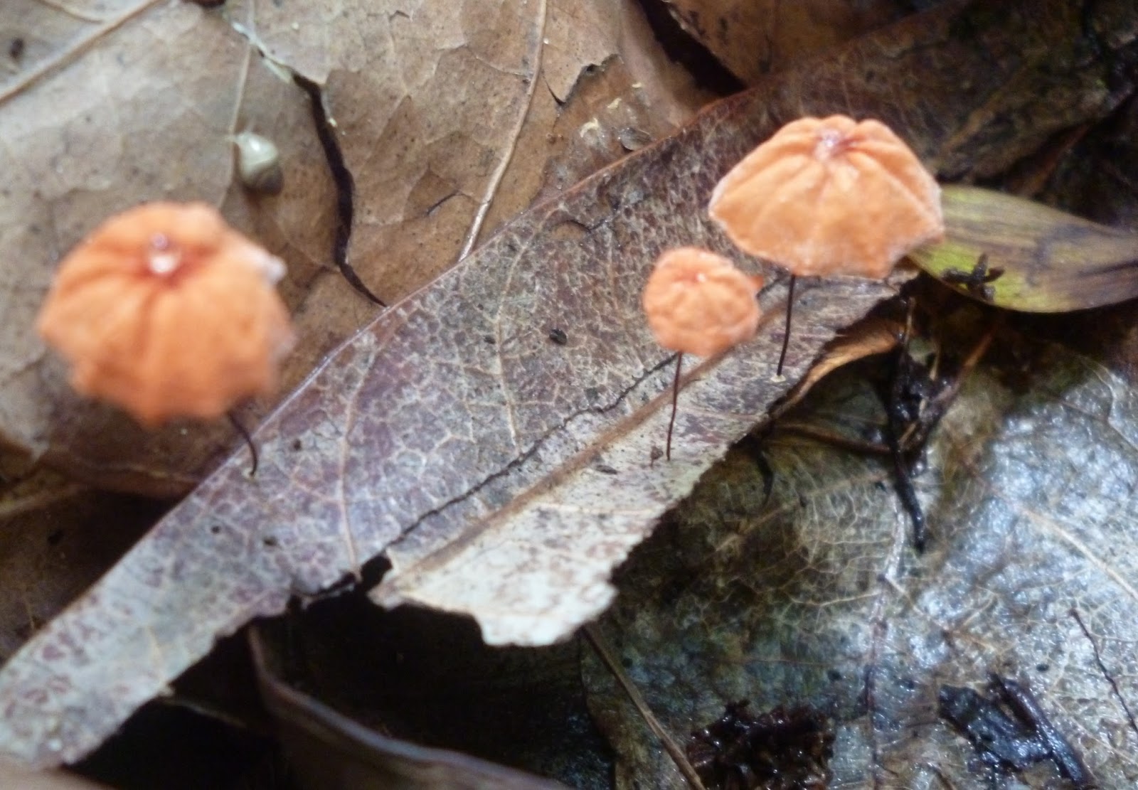 Árvores e Fungos: [Fungos] Gênero: Marasmius