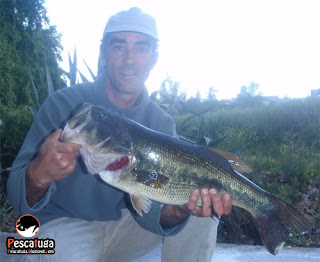 Achigã quase record ~ Pescatugapescatuga