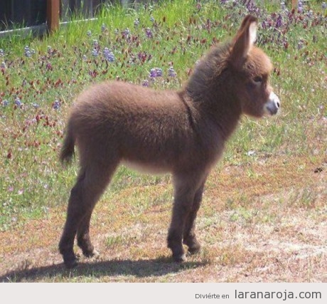 Burros bebé - Imagui