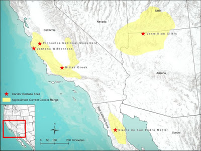 The City Birder: Treehugger Tuesday