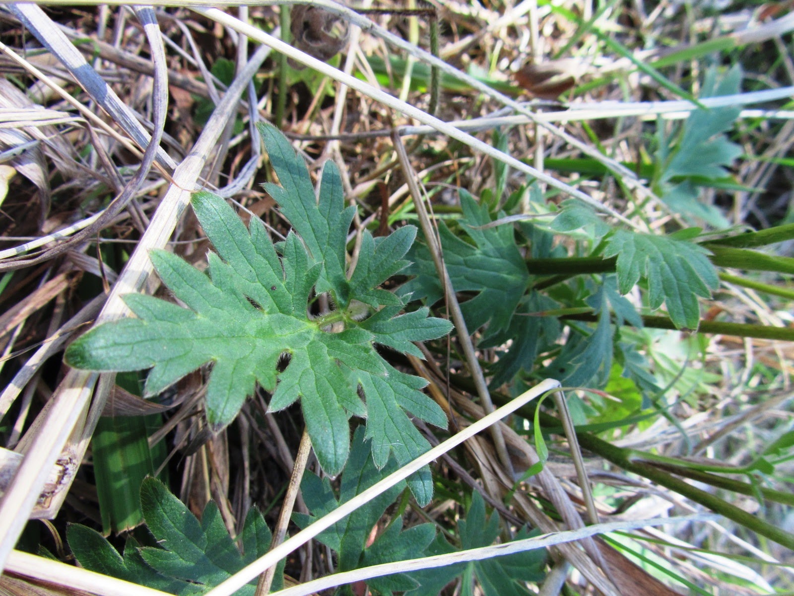 Australian Buttercup - Ranunculus lappaceus Oct 2012