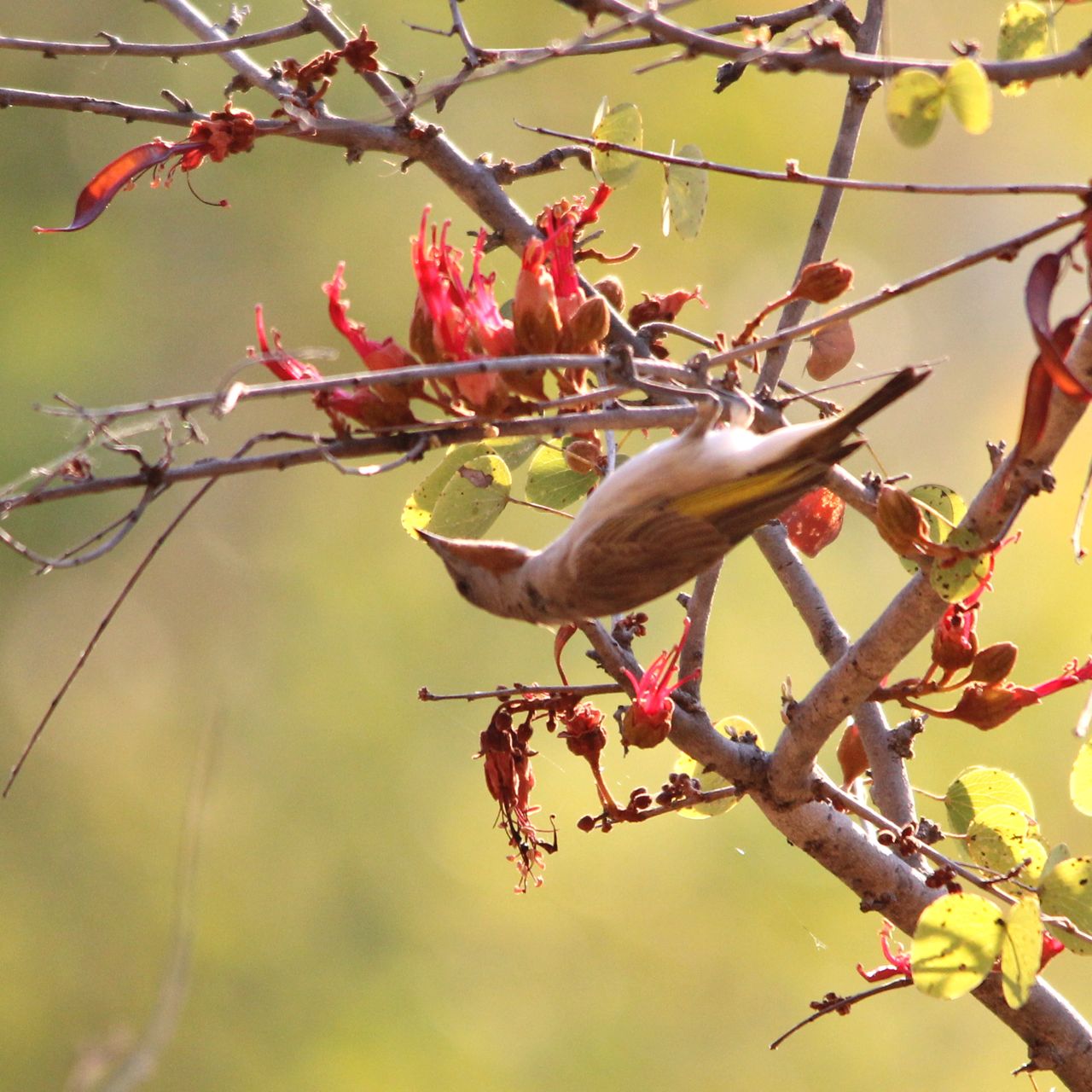 Pete's Flap Birding Aus: Jigal tree - bird magnet
