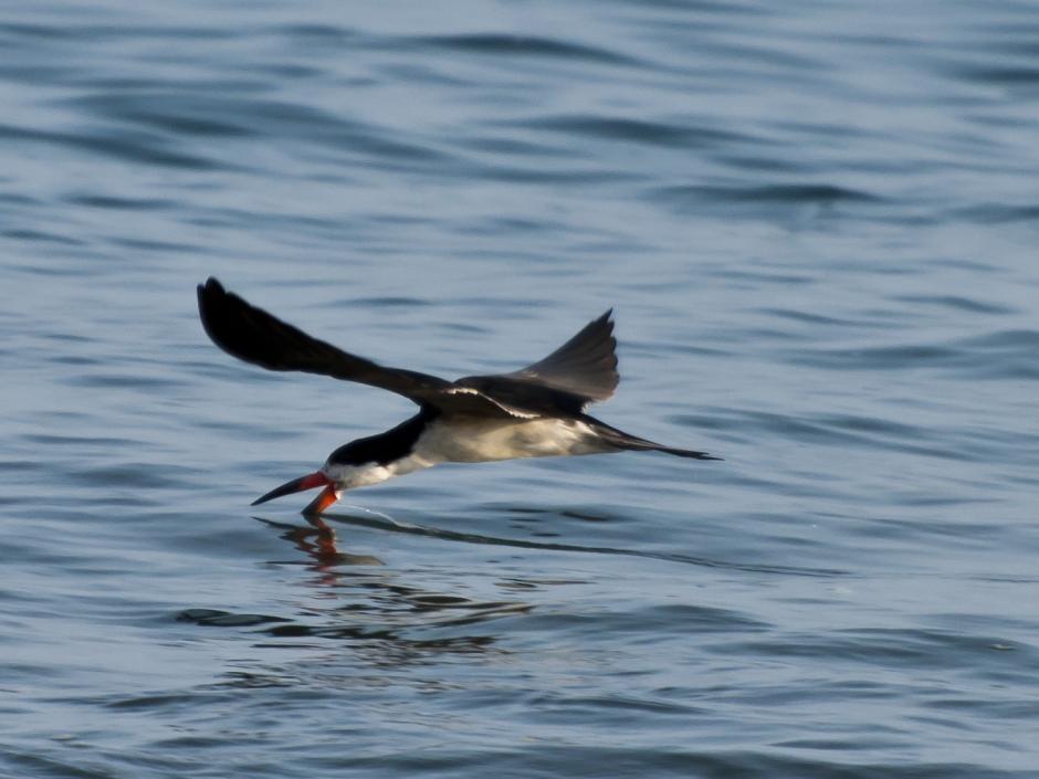 Fauna y flora endémica y algunos misterios de la fauna y flora: Rayador ...