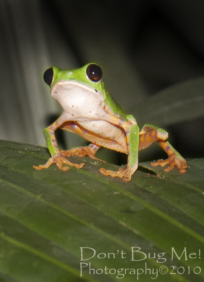 Don't Bug Me!: Macro Monday : Night-time in the Jungle