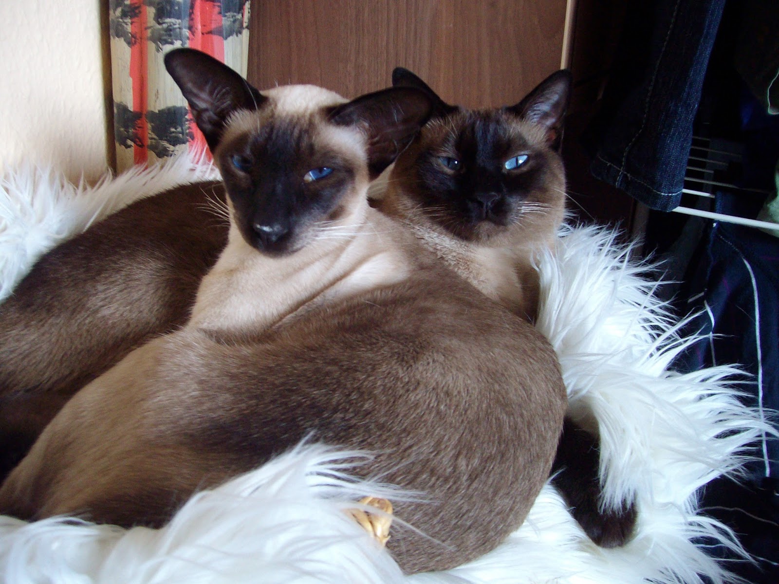 A Siamese Cats Personality Beautiful NEW | Siamese Cats And Kittens