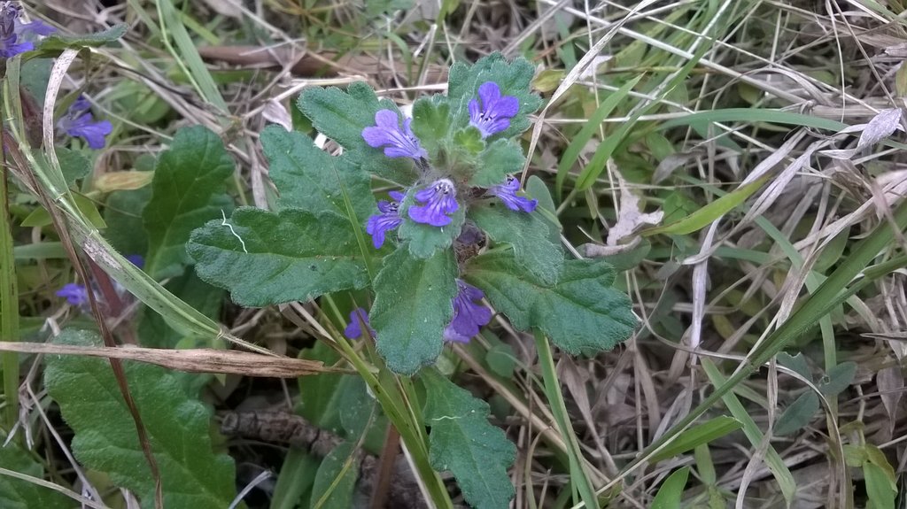 Try growing: Austral Bugle (Ajuga australis) | Growing Illawarra Natives