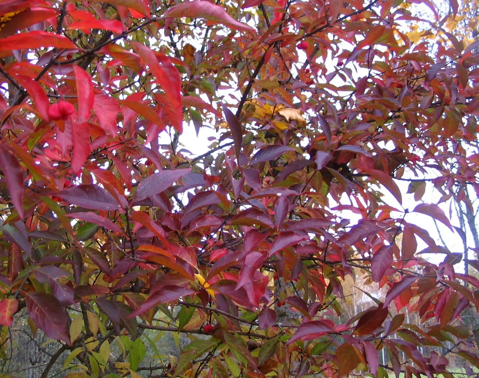 ARULA KÜLA TÄNA: Sügisene Arula