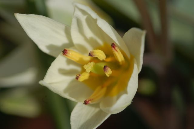 White tulips for naturalizing.