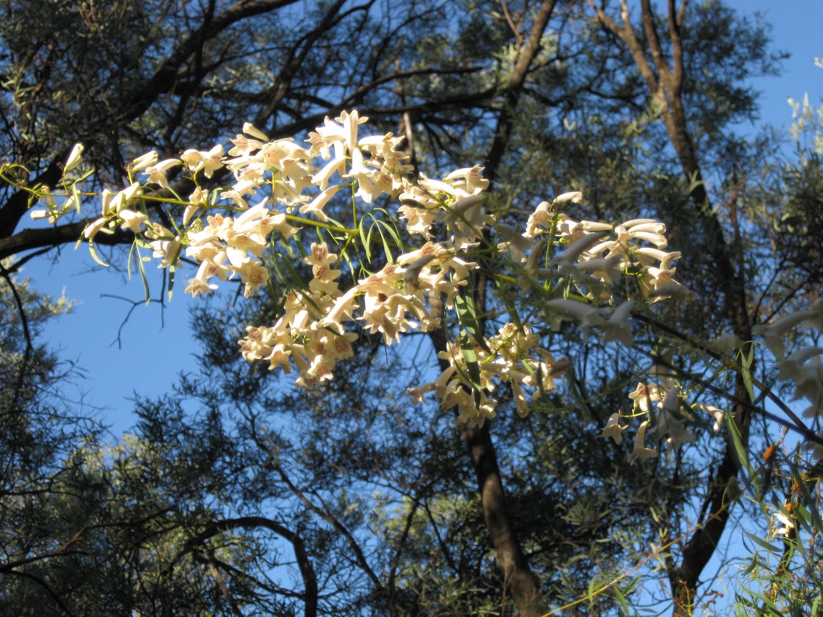 Robin's Double Life: An ancient ooline forest in outback Queensland