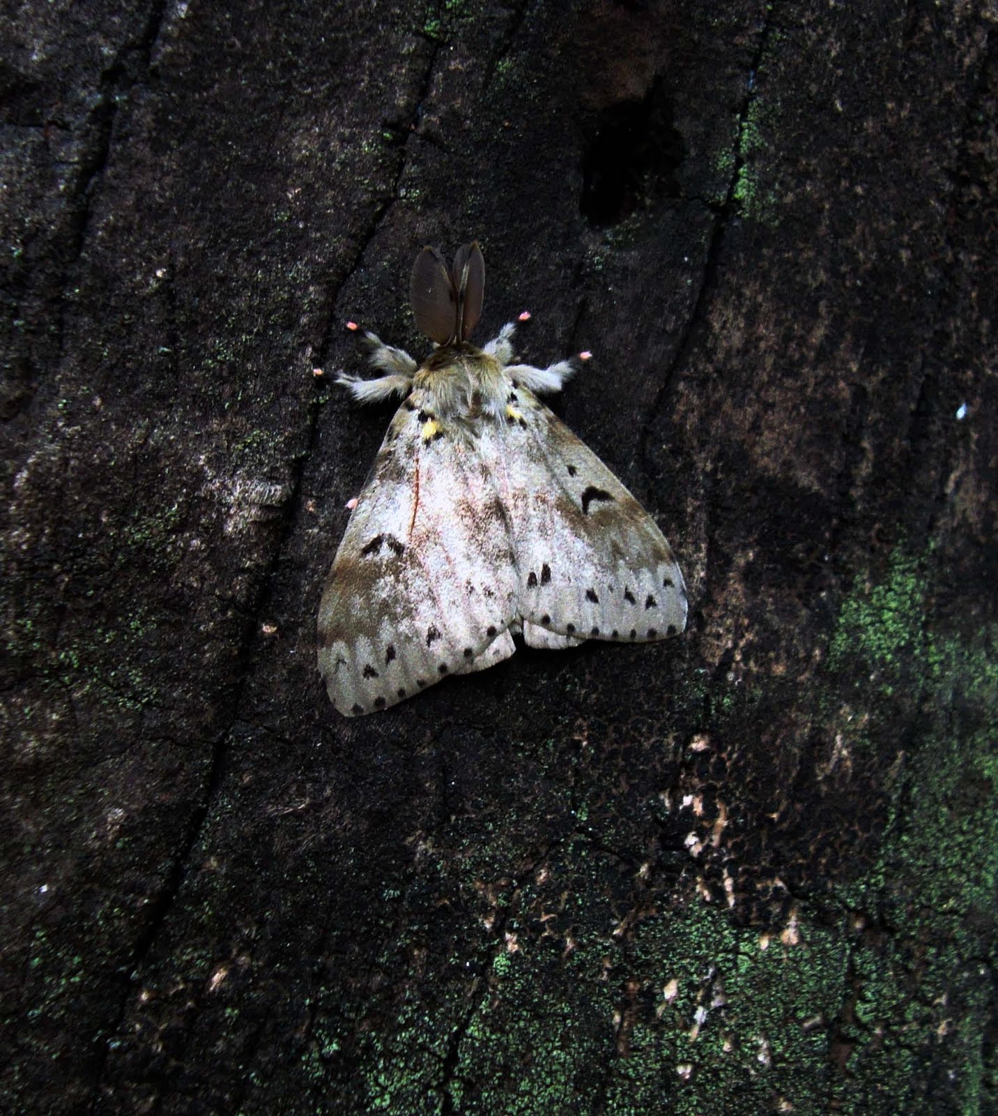 Living with Nature - School on Blog by Dr. Abercio V. Rotor: Beware of ...