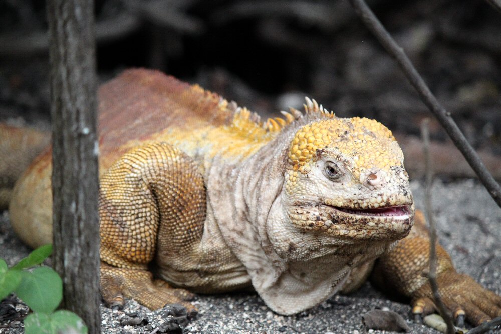 The male iguana we see is very accommodating. He sits long enoughon the ...