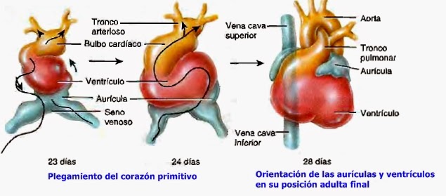 Formación y desarrollo del corazón