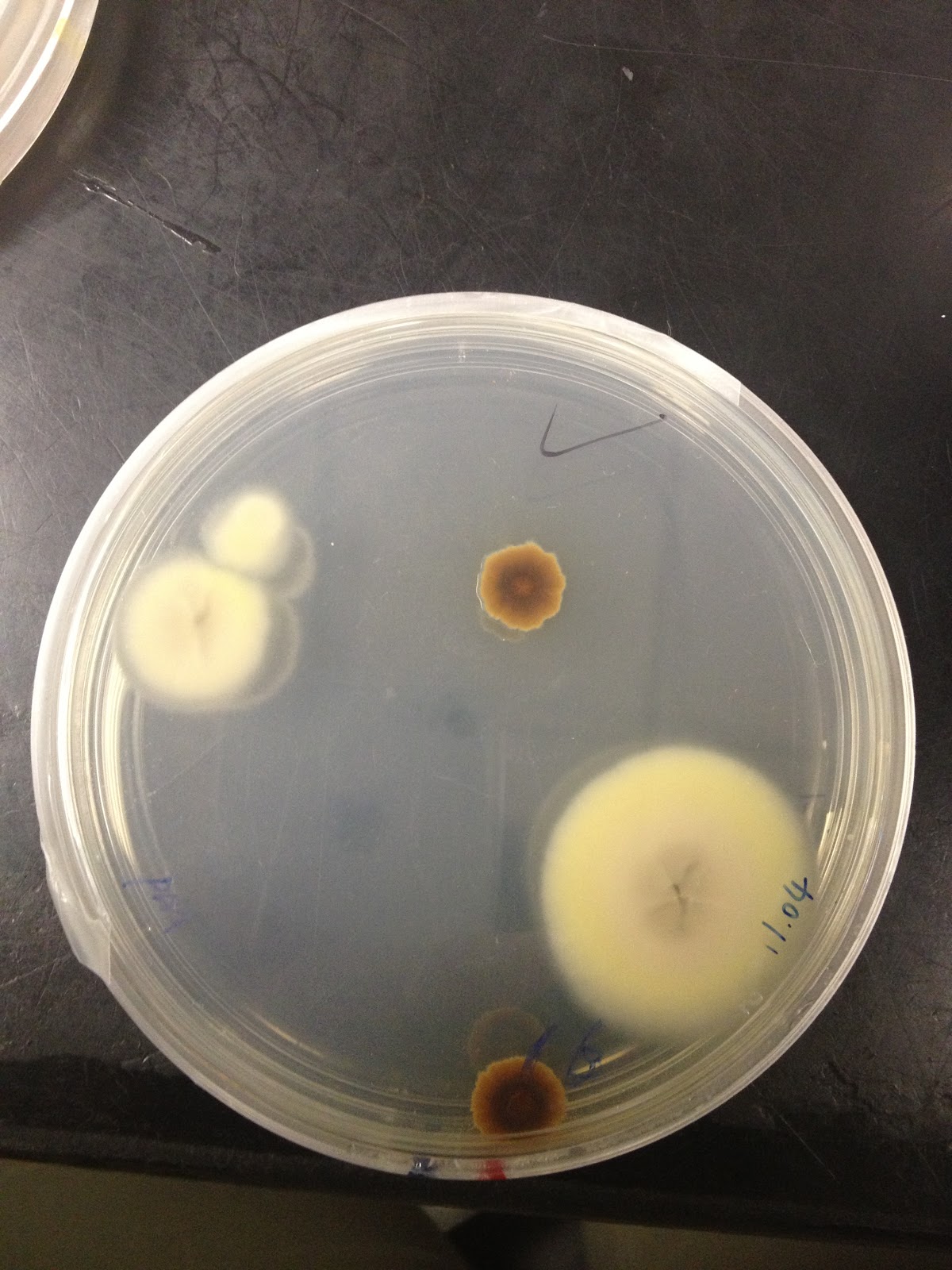 plant pathology 631 lab report: Lab 13 Unkown fungi identification
