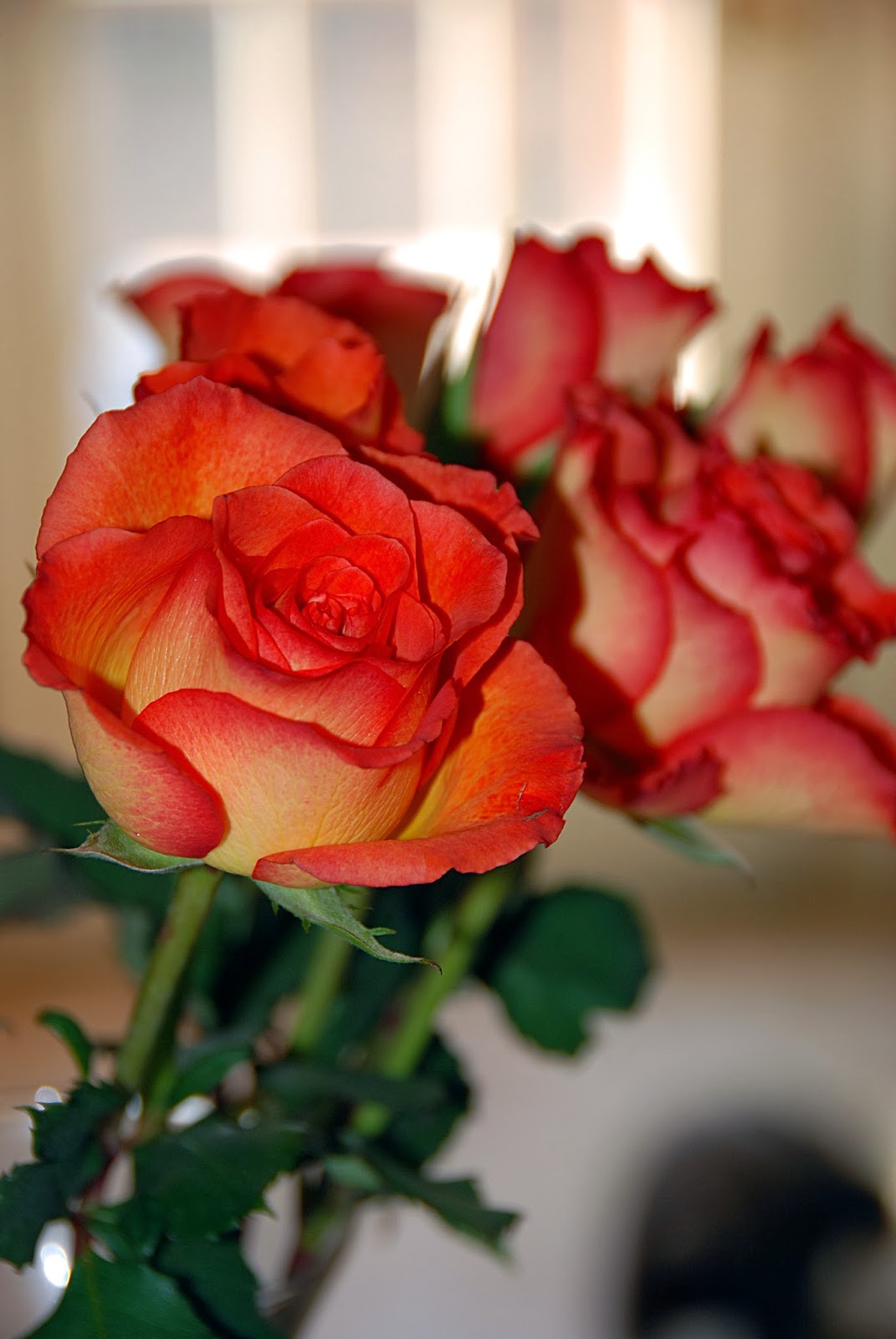 Climbing the Branches of My Family Tree: WEDNESDAY'S WEDDING - Obering ...