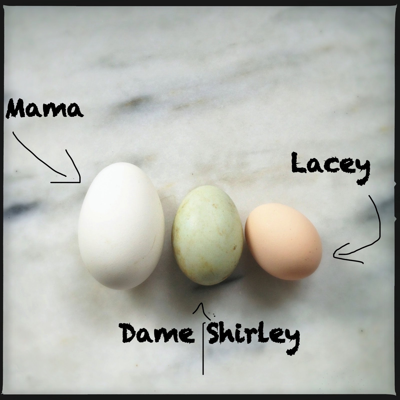 Freegrace Friday! On a Thursday! The Welsh Harlequin Ducks...all grown up