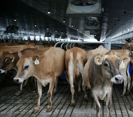 Mengenal Farm Sapi Perah Terbesar Di Indonesia