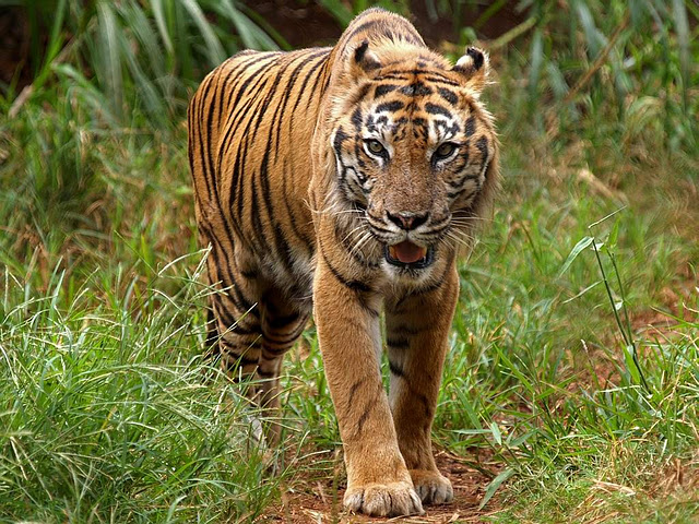 We love Our Bangladesh: Royal Bengal Tiger -National animal of Bangladesh