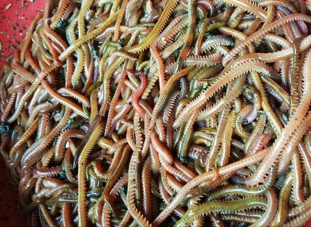 Cara Mencari Cacing laut atau Elur untuk memancing