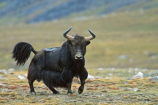Yak Animals | Interesting Facts & Latest Pictures | All Wildlife ...