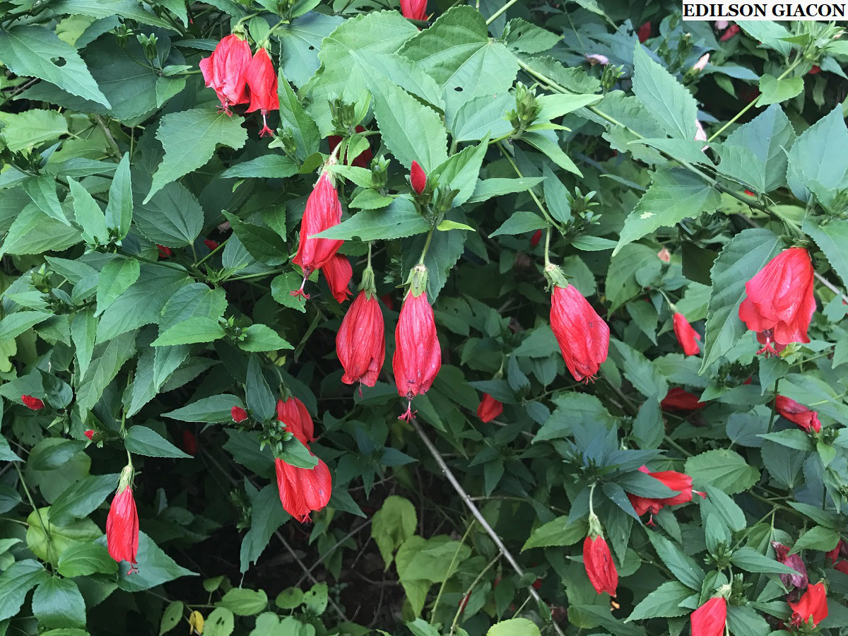Viveiro Ciprest - Plantas Nativas e Exóticas: Malvavisco Vermelho ou ...