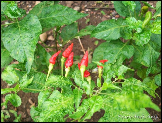 PHILIPPINE HERBAL PLANTS AND THEIR USES: SILI