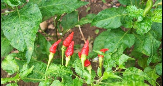 PHILIPPINE HERBAL PLANTS AND THEIR USES: SILI