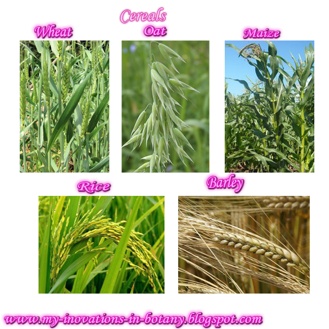 Botany-mother of life: Poaceae