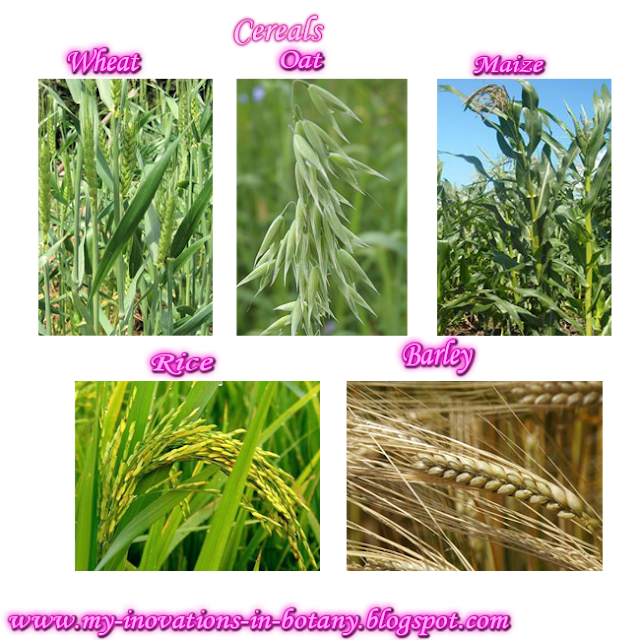 Botany-mother of life: Poaceae