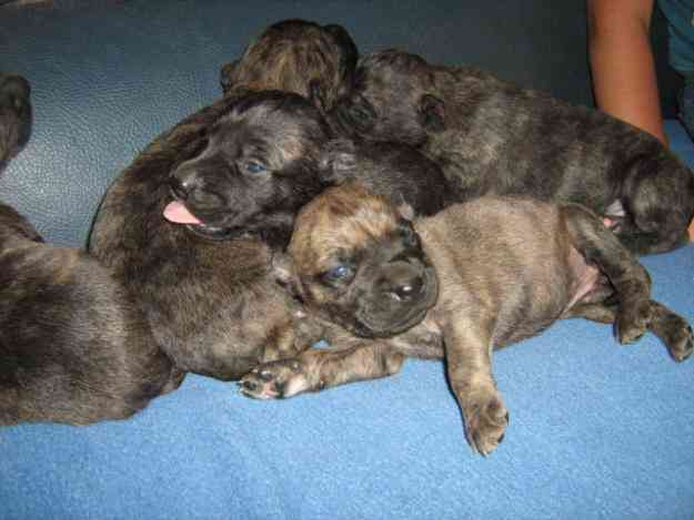 Uruguay y sus curiosidades-Uruguay and its curiosities: The Cimarron ...