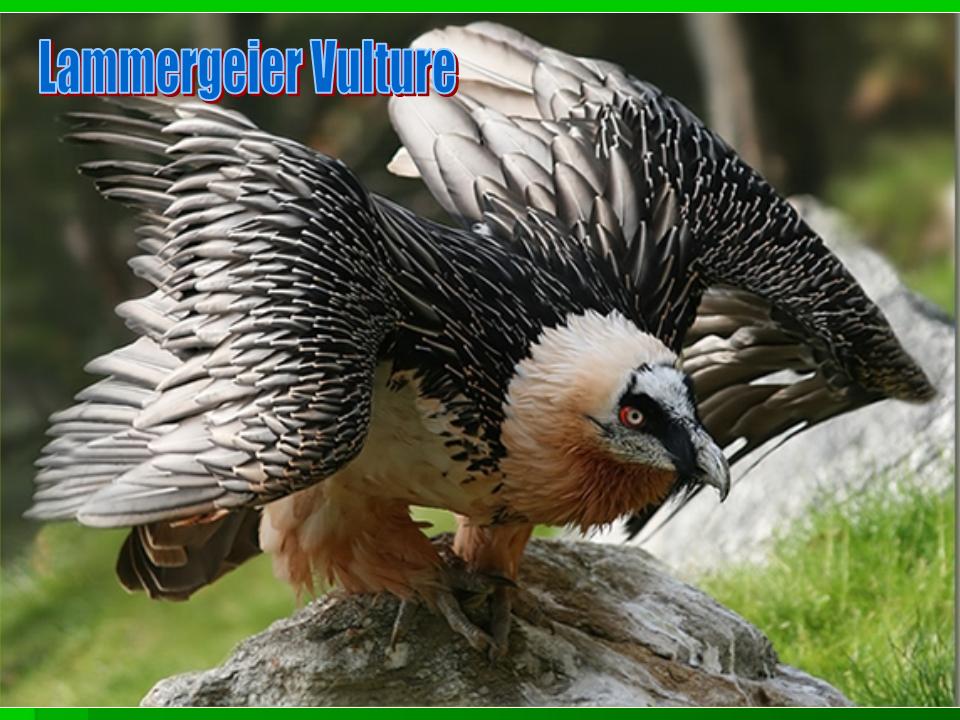 Spreebird wildlife: KHIRTHAR NATIONAL PARK (PAKISTAN-SINDH)