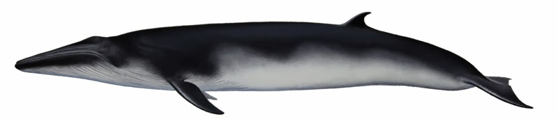 Mamíferos do Mundo: Balaenoptera edeni/brydei (Baleia de Bryde).