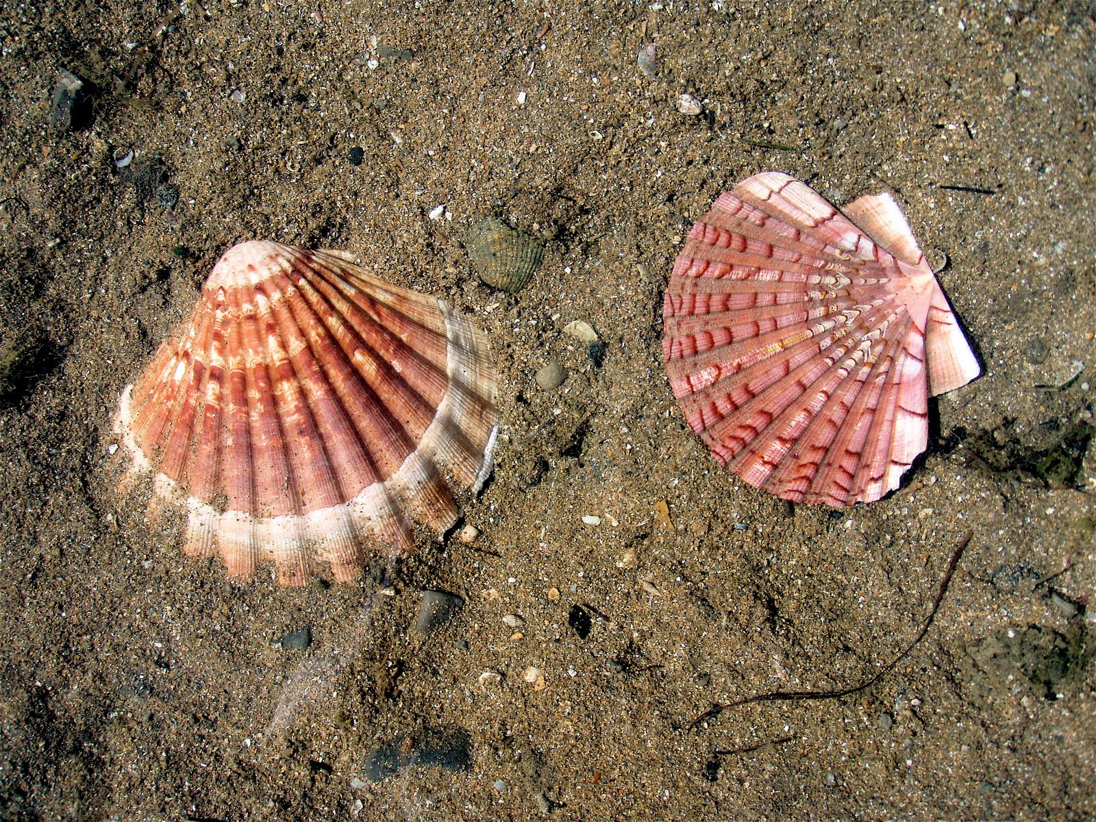 El Camino de Santiago desde Asturias: "La concha de Vieira como símbolo ...