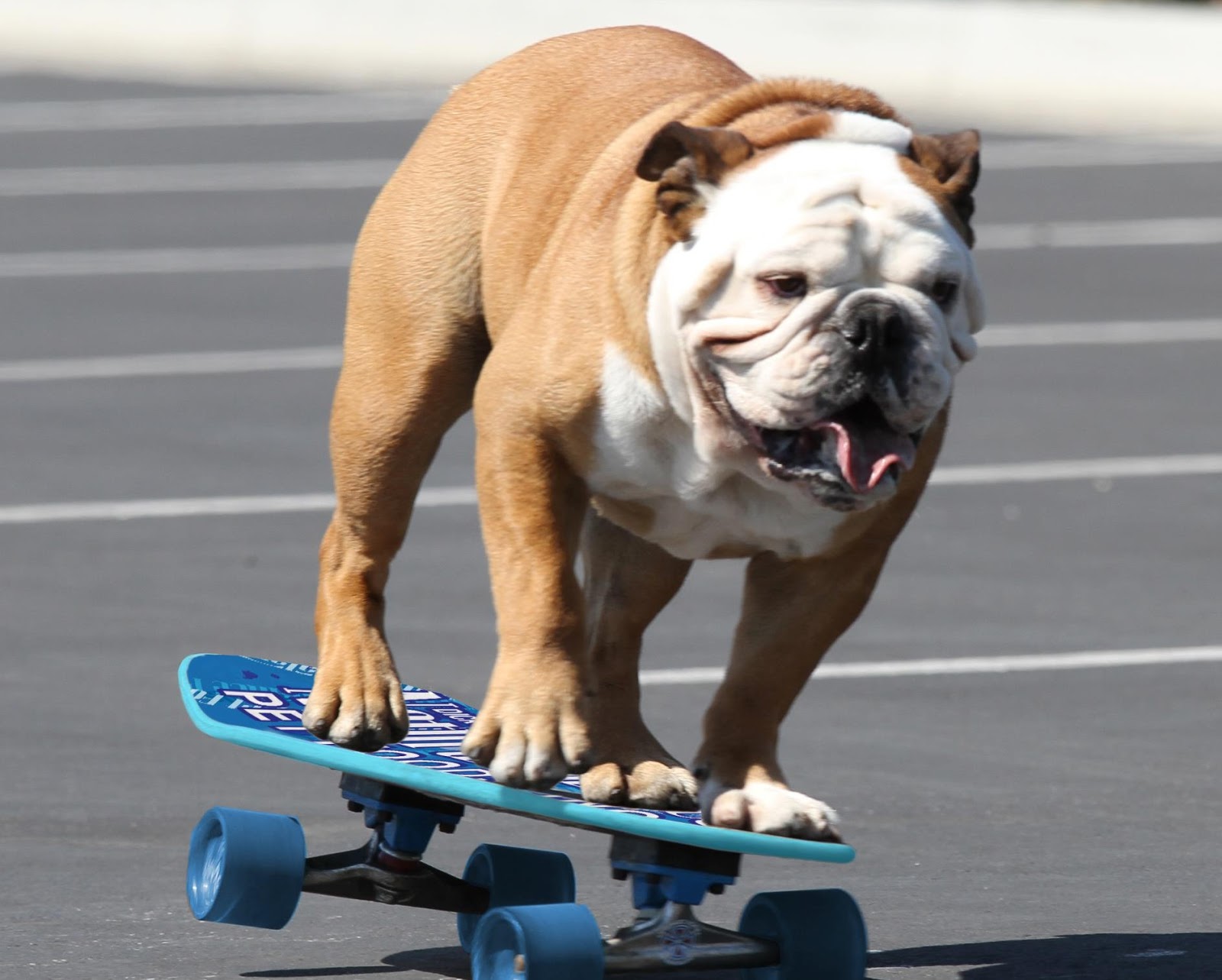 El Planeta de las Mascotas: Bulldogs skaters