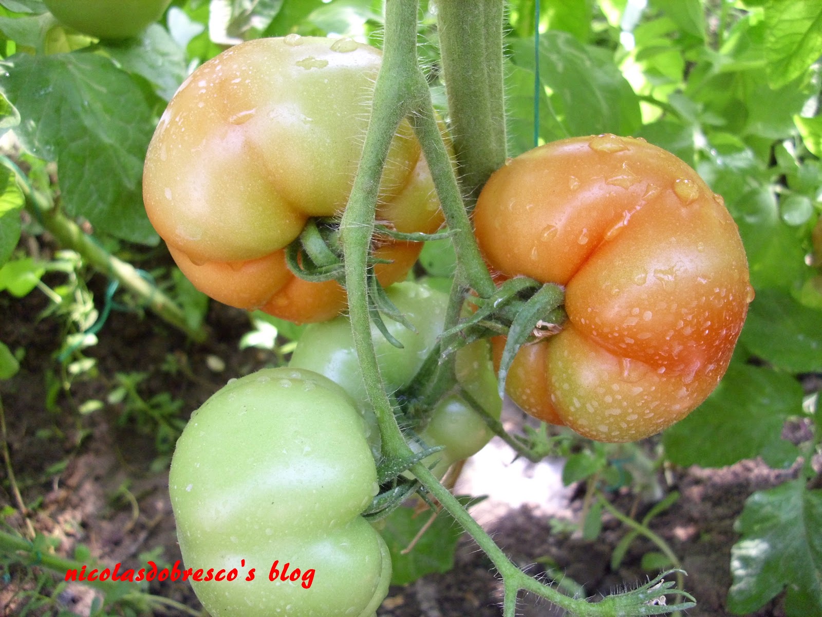 __ Nicolas _le_ jardinier __: Foto macro...Tomate Prekos F 1 ( 8 ...
