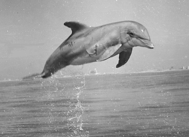 1970. The U.S. Navy's Military Dolphin Program