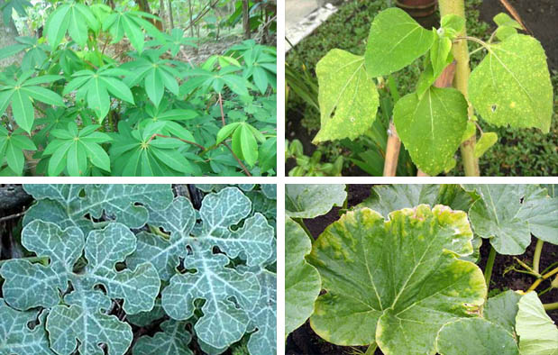 Baru 33+ Contoh Daun Menjari