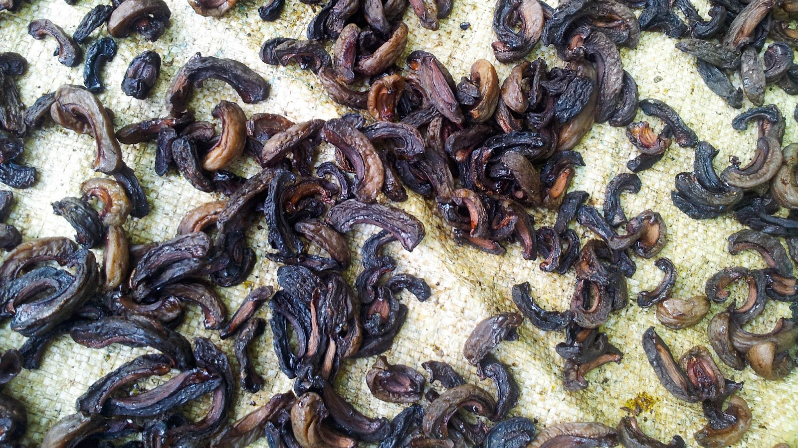 ගොරකා - Goraka - Garcinia gummi-gutta - Garcinia zeylanica