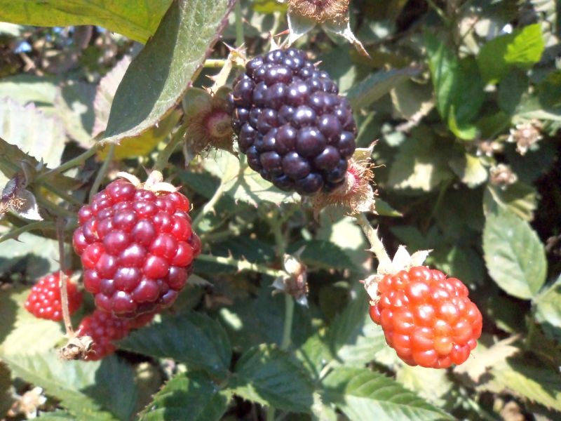 El cuexcomate: El cultivo de la zarzamora (Rubus spp.) en México