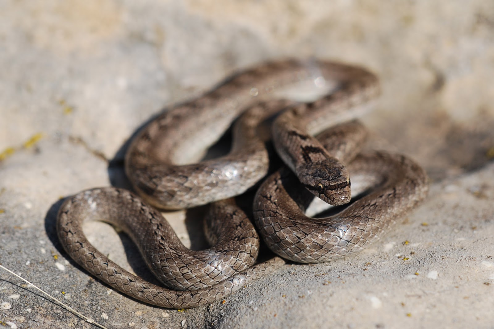 Yorkshire Field Herping and Wildlife Photography: A Field Herping Trip ...