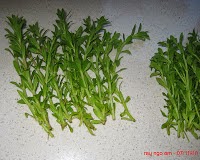 Cách trồng rau ngò om - Quinhon11