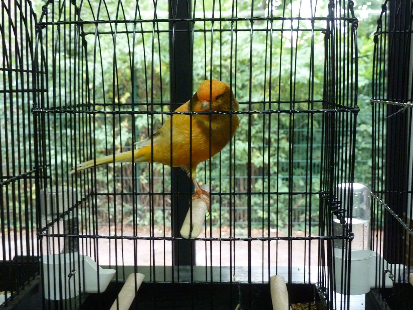 Greek Yorkshire Canaries: Southern Yorkshire Canary Accosiation Show 2016