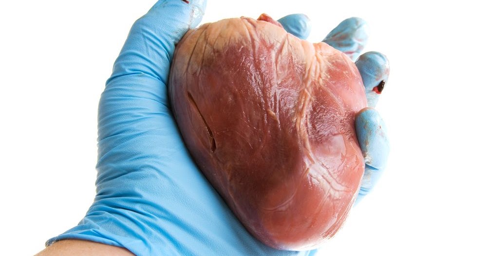 A flower with 4 petals: Heart is your fist size