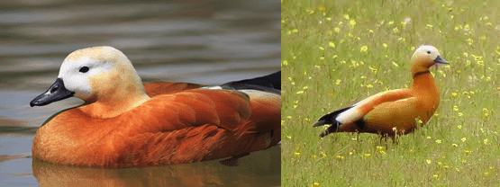 Angıt Angut Kuşu Nedir? Özellikleri Nelerdir kısaca - Netbilen Haber